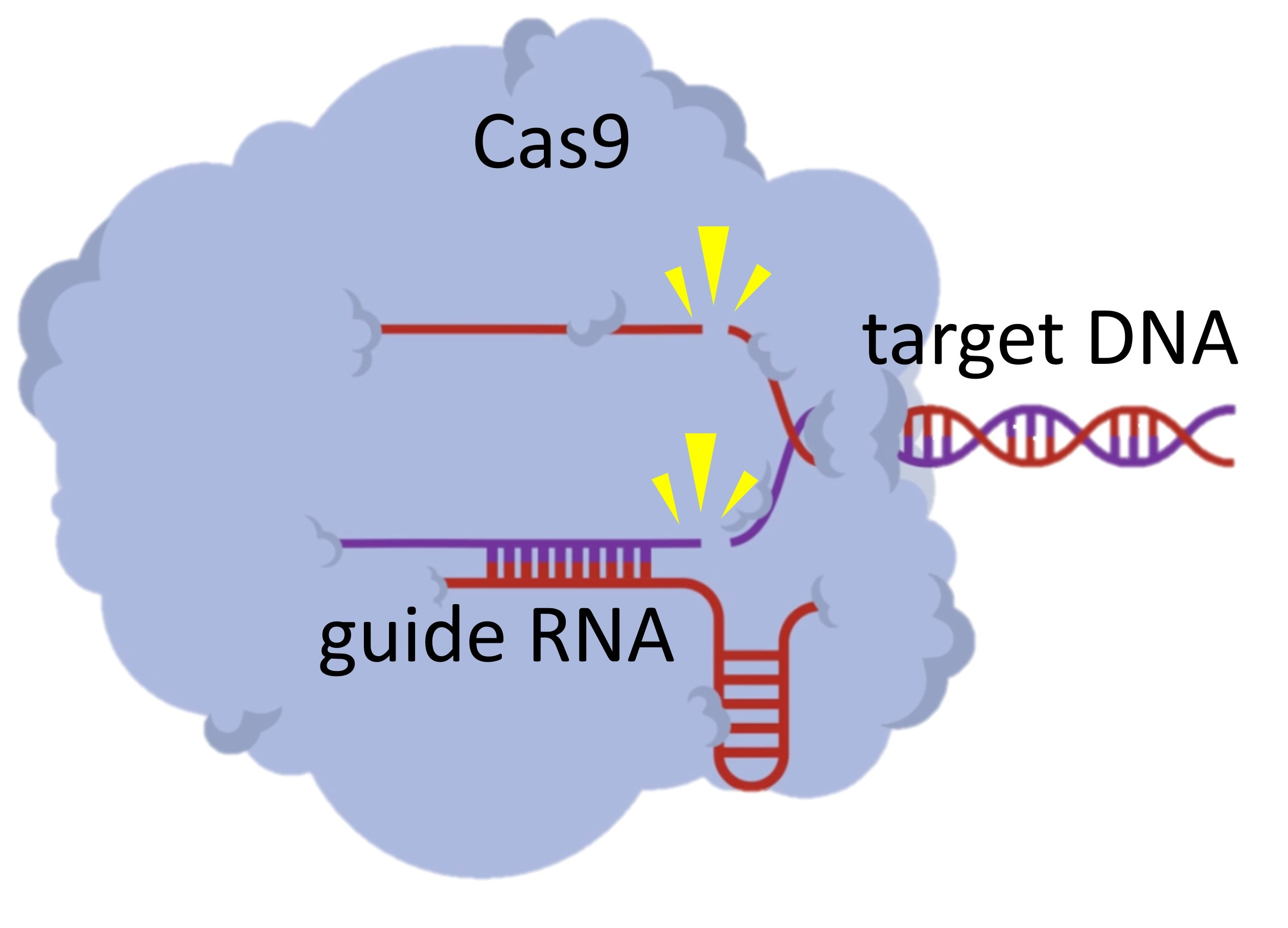 Method for an accurate simultaneous detection of multiple viruses in ...