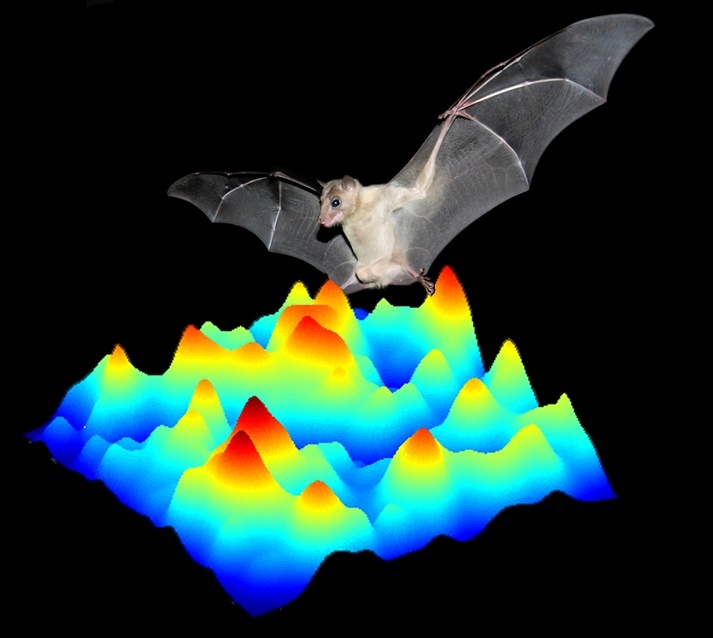 The lab for active sensing and sensory perception